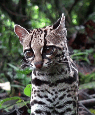 Ears margay GIF - Find on GIFER