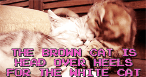 Idioms cats GIF - Find on GIFER
