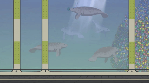 Balls manatees clue GIF - Find on GIFER
