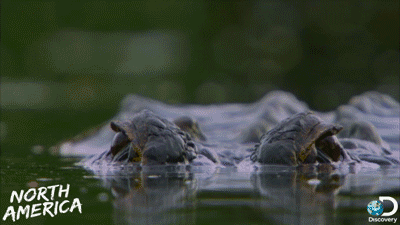 Discovery channel alligator predatory GIF - Find on GIFER