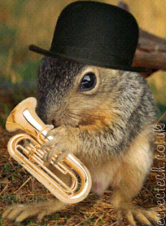 GIF squirrel - animated GIF on GIFER