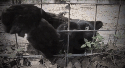 Sheperd GIF - Find on GIFER