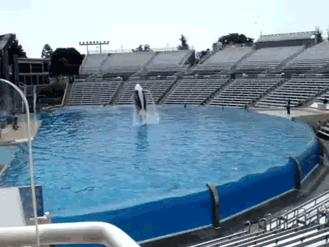 Seaworld hurt tank GIF - Find on GIFER