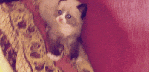 Gif Animado De Gato Emocionado Alguien Más Estaba Emocionado De Ver