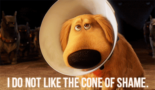 GIF poor dug - animated GIF on GIFER