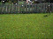 GIF sofia - animated GIF on GIFER