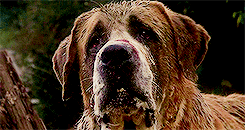 Cujo 100 filmedit GIF - Find on GIFER