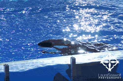 Shamu texas orca GIF - Find on GIFER