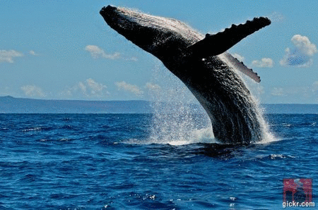 Cetaceans GIF - Find on GIFER