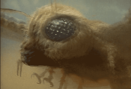 Mothra toho GIF - Find on GIFER