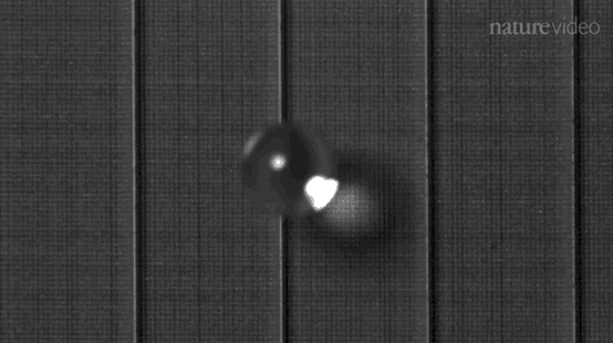 Гифка поверхность вода новый гиф картинка, скачать gif на GIFER