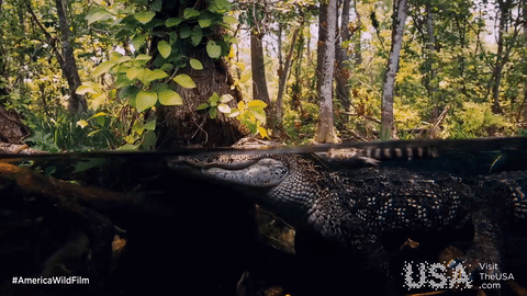 Everglades visit the usa GIF - Find on GIFER