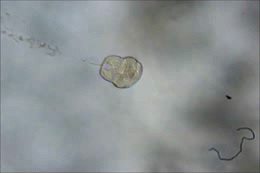 Гифка protozoa наука гиф картинка, скачать анимированный gif на GIFER