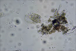 GIF microorganism science box head - animated GIF on GIFER