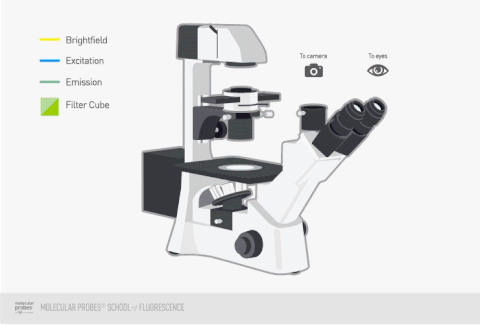 Microscopio Animado Gif SM610 USO Medical