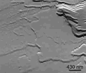 Microscope GIF - Find on GIFER