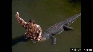 Alligator GIF - Find on GIFER