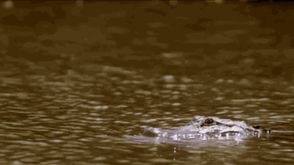 GIF alligator - animated GIF on GIFER