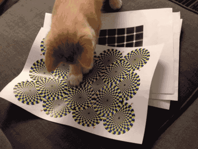 GIF staahp meow stahp - animated GIF on GIFER