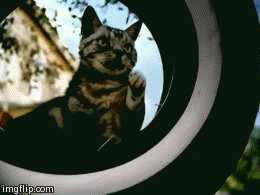 Kitty forget says GIF - Find on GIFER