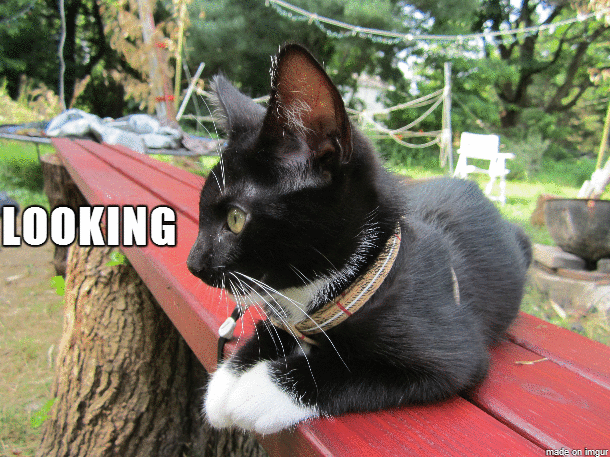 Kitten future oc GIF - Find on GIFER