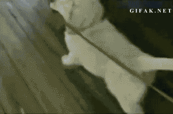 GIF animals puppy dogs - animated GIF on GIFER