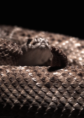 Gif De Mordedura De Serpiente Cobras | National Geographic