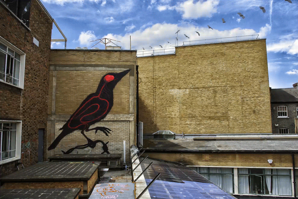 Roa loop bird GIF - Find on GIFER