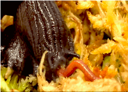 Predation mollusc weird GIF - Find on GIFER