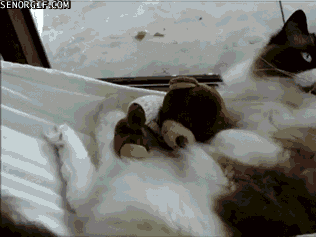 Cat cats with GIF - Find on GIFER