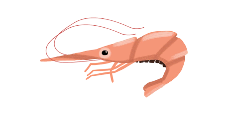 GIF shrimp - animated GIF on GIFER