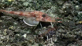 So happy GIF - Find on GIFER