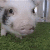 GIF piglets baby pig - animated GIF on GIFER