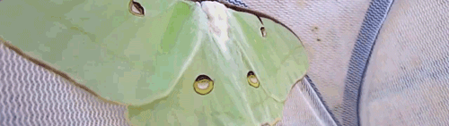 Insects moths GIF - Find on GIFER