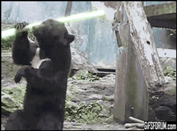 GIF impressive beary - animated GIF on GIFER