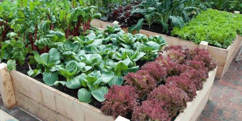 Vegetables GIF - Find on GIFER