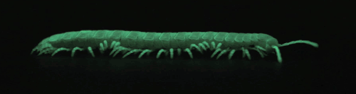 Millipede animals science GIF - Find on GIFER