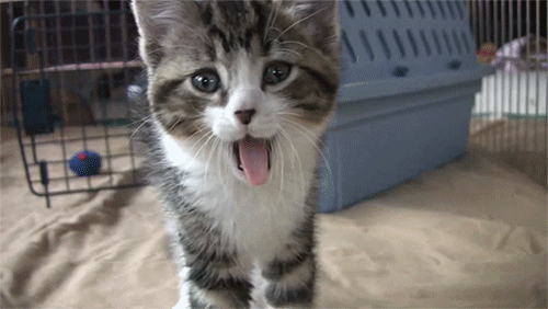 Cats hey GIF - Find on GIFER