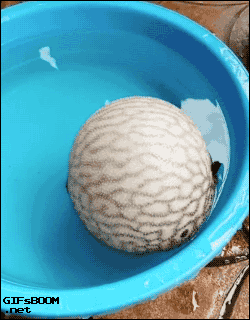 Pufferfish fish GIF - Find on GIFER