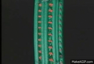 Cilia atp dirt GIF - Find on GIFER