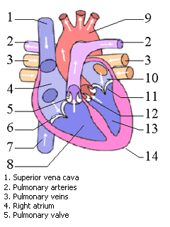 Anatomy GIF - Find on GIFER