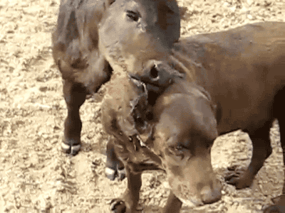 Animals calf GIF - Find on GIFER