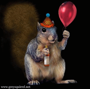Squirrel GIF - Find on GIFER