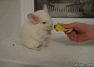 GIF food animal mouse - animated GIF on GIFER