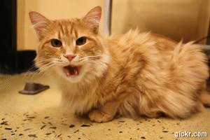 GIF cat meow - animated GIF on GIFER