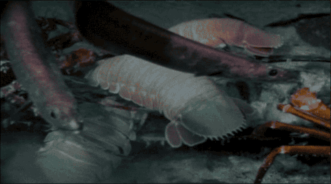 Deep ocean eating GIF - Find on GIFER