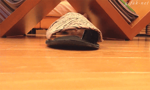 Kitten stuck slipper GIF - Find on GIFER
