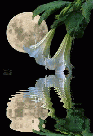 Beautiful moonscape GIF - Find on GIFER