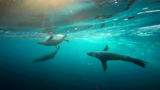 Sea animals nature GIF - Find on GIFER
