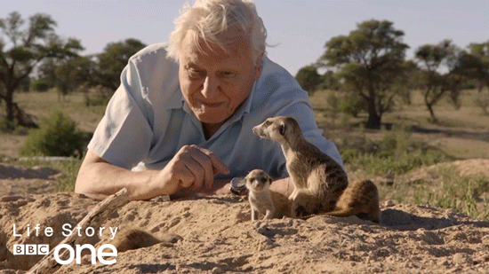 GIF animals nature bbc - animated GIF on GIFER